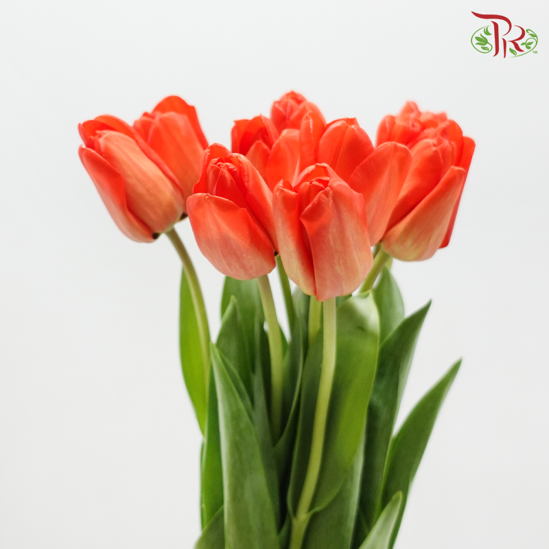 Tulip - Orange (9-10 Stems) – Pudu Ria Florist