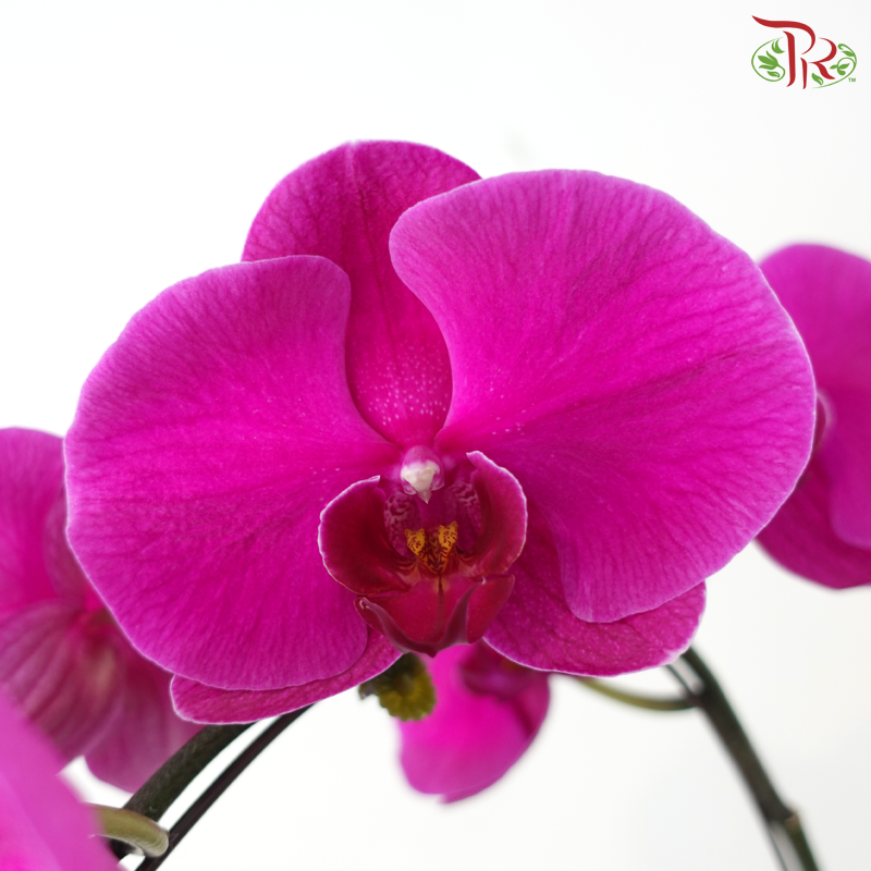 【V'DAY 2026】Orchid of Devotion (Random Choose Orchid Color) – Pudu Ria ...