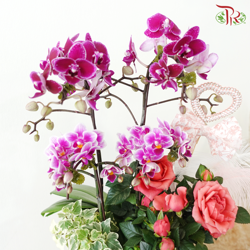 【V'DAY 2026】Velvet Love Blooms (Random Choose Orchid Color) – Pudu Ria ...