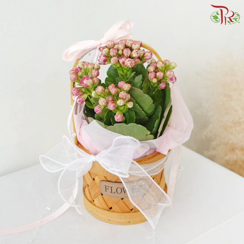 【V'DAY 2026】Cupid's Little Basket (Random Choose Kalanchoe Plant Color ...