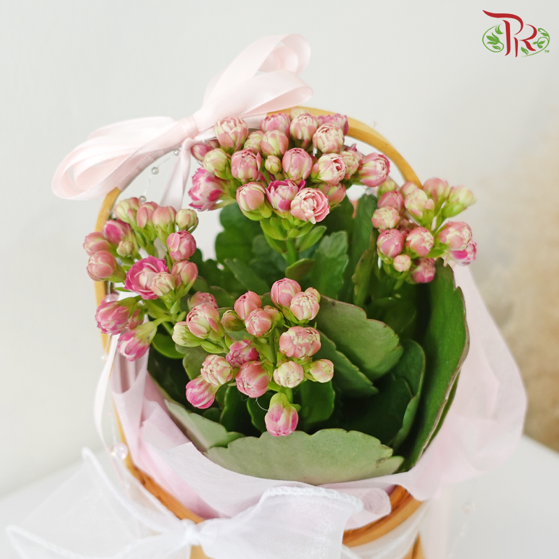 【V'DAY 2026】Cupid's Little Basket (Random Choose Kalanchoe Plant Color ...
