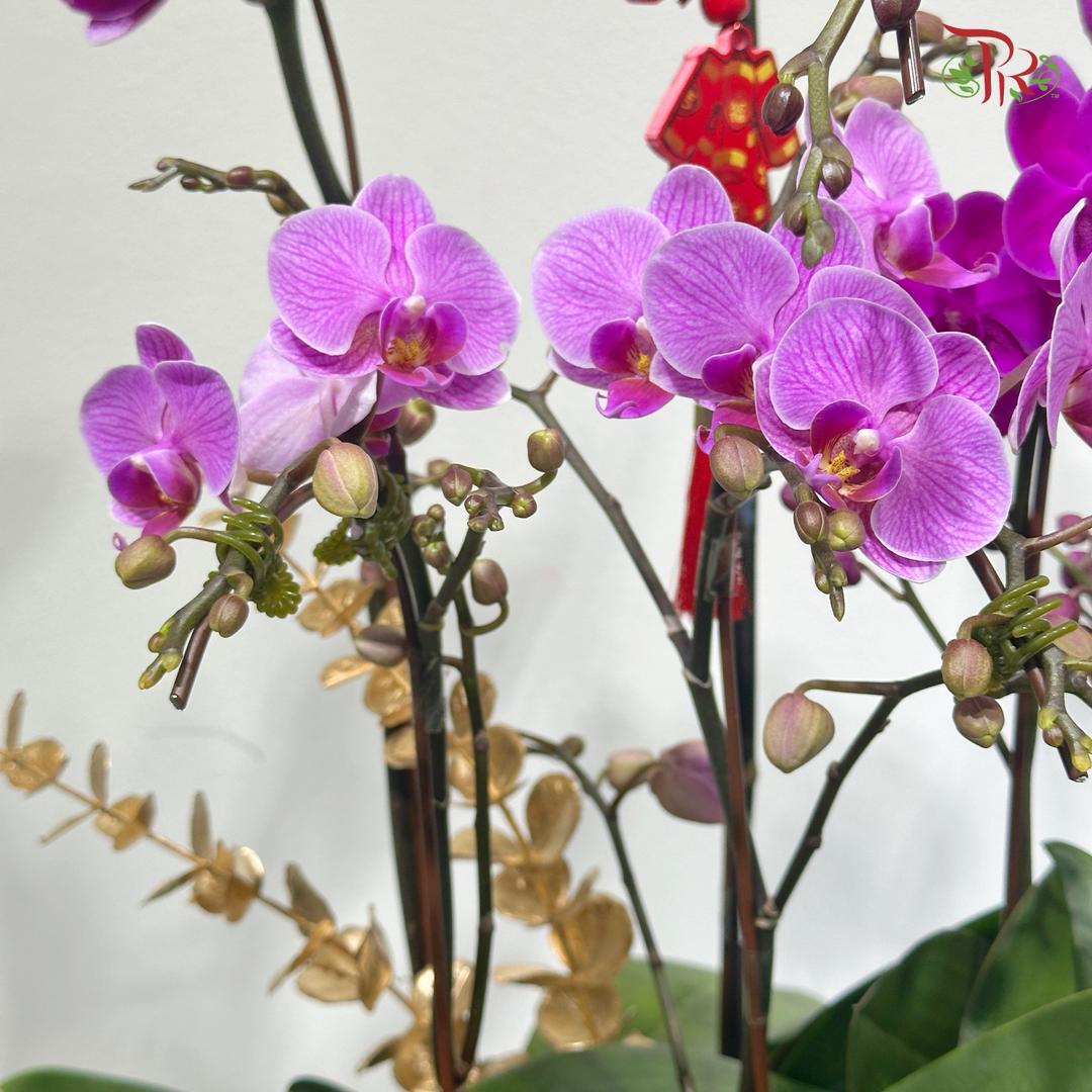 【CNY 2026】Prosperity Fills The Hall《富贵满堂》(Random Choose Orchid Color ...