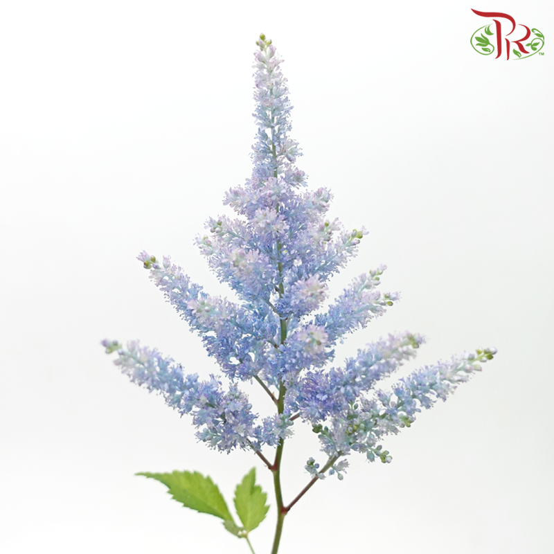 Astilbe - Carolina Blue (5 Stems) – Pudu Ria Florist