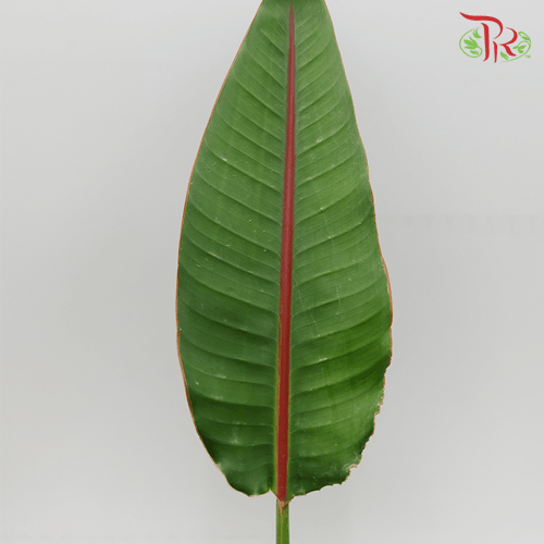 Bird of Paradise Leaf – Pudu Ria Florist