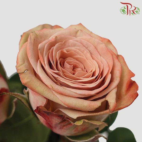 Cappuccino Rose - 50cm (10 Stems Per Bundle) – Pudu Ria Florist