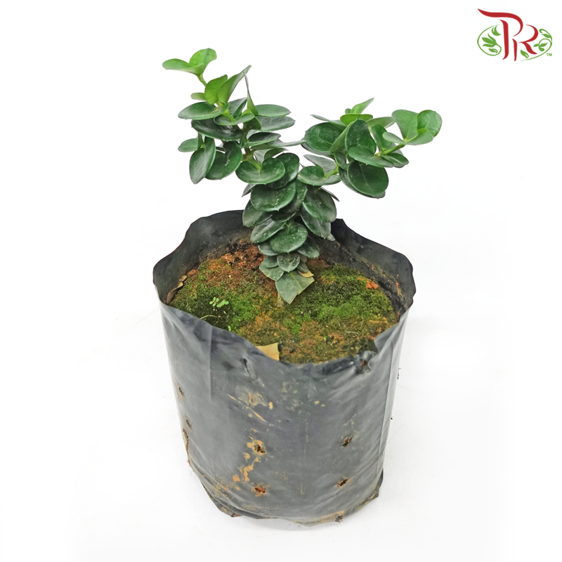 Carissa Macrocarpa《大花假虎刺》 – Pudu Ria Florist