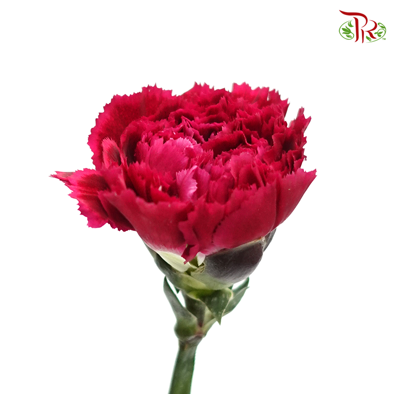 Carnation Special Colour - Forever 永恒 (18-20 Stems) – Pudu Ria Florist