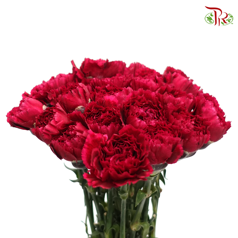 Carnation Special Colour - Forever 永恒 (18-20 Stems) – Pudu Ria Florist