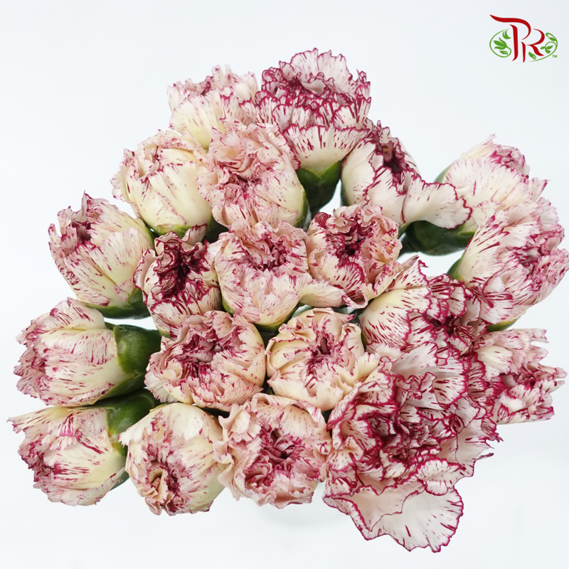 Carnation - Amiko (18-20 Stems) – Pudu Ria Florist