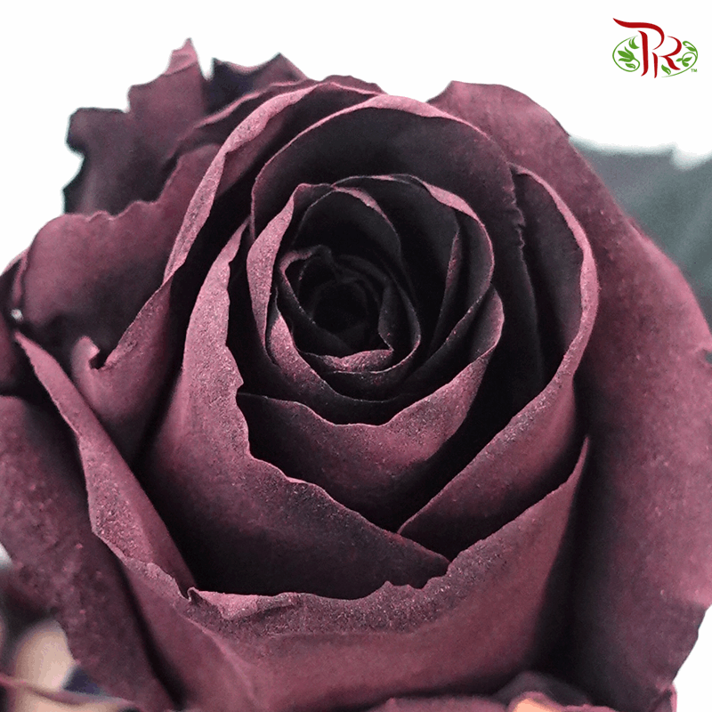 Ceres Rose - Prune Amethyst (10 Stems) | Same day delivery by Pudu Ria ...