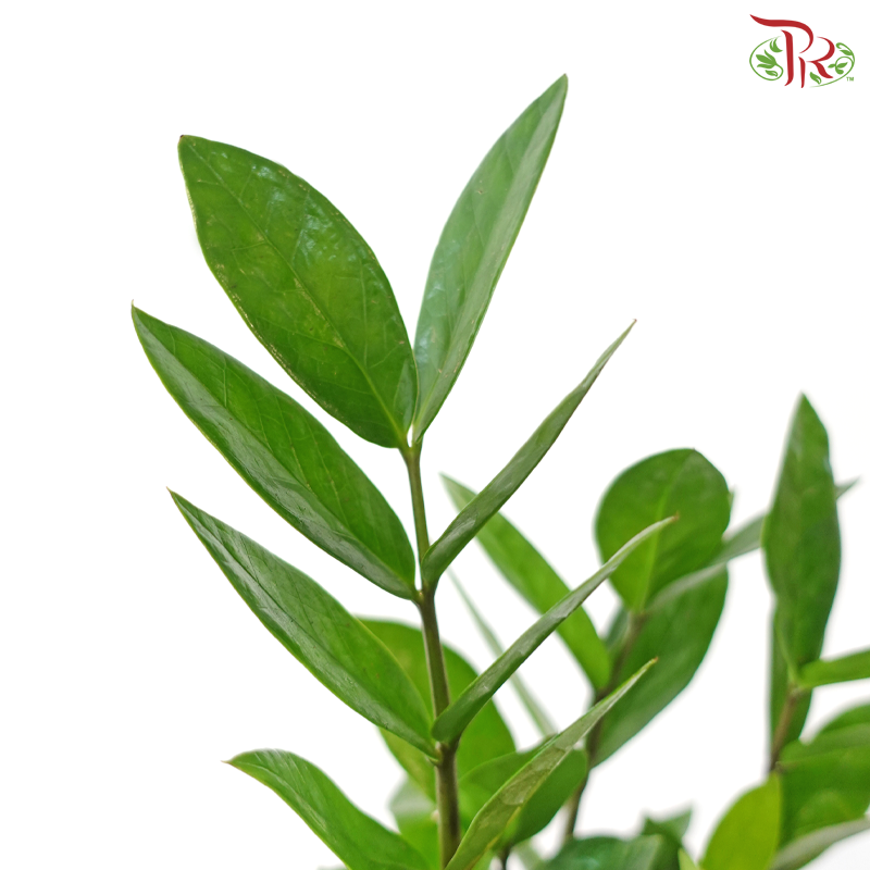 【CNY 2026】GF2 - Rich Horse《马上有钱》(Random Choose CNY Deco) – Pudu Ria Florist