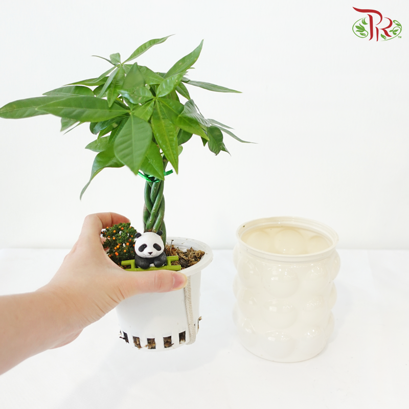 HD38 - Hydroponic Pachira《水培发财树》(Random Choose CNY Deco) – Pudu Ria Florist