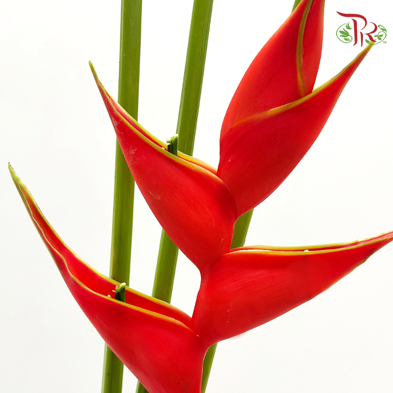 HW - Crab Claw (Plastic Packing) - Red (Per Stem) – Pudu Ria Florist