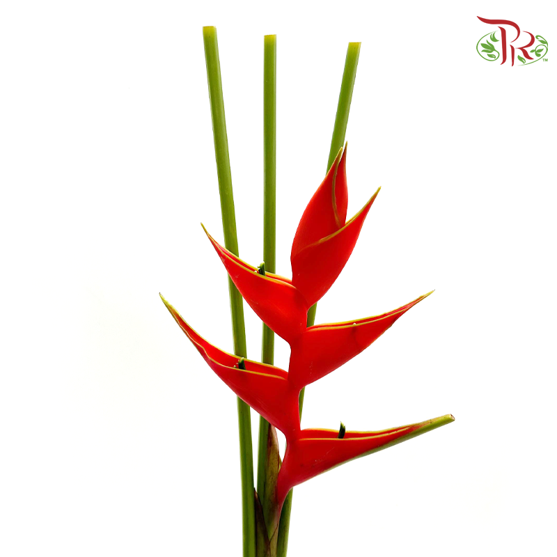 HW - Crab Claw (Plastic Packing) - Red (Per Stem) – Pudu Ria Florist