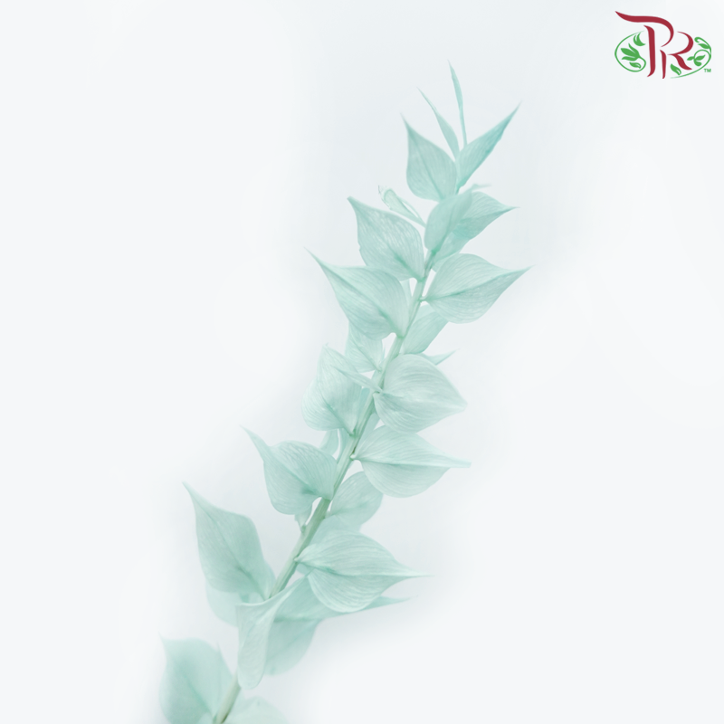Dry Ruscus - Turquoise | Same day delivery by Pudu Ria Florist