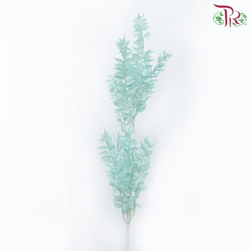 Dry Ruscus - Turquoise | Same day delivery by Pudu Ria Florist