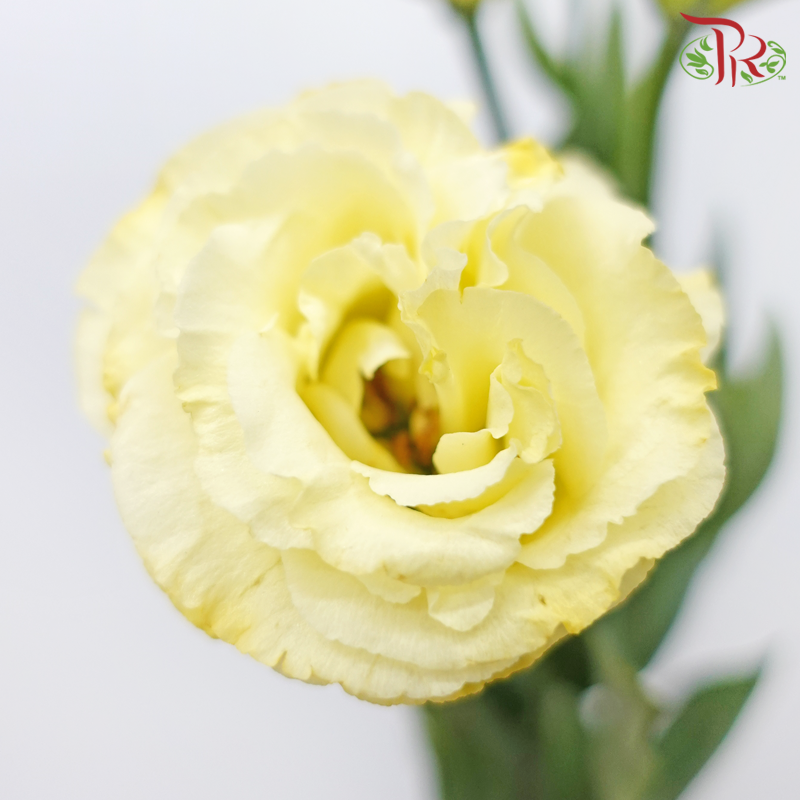 Eustoma - Canary Yellow(Per Bunch) – Pudu Ria Florist