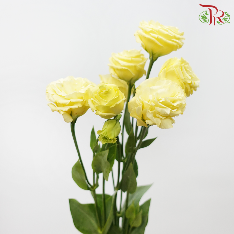 Eustoma - Canary Yellow(Per Bunch) – Pudu Ria Florist