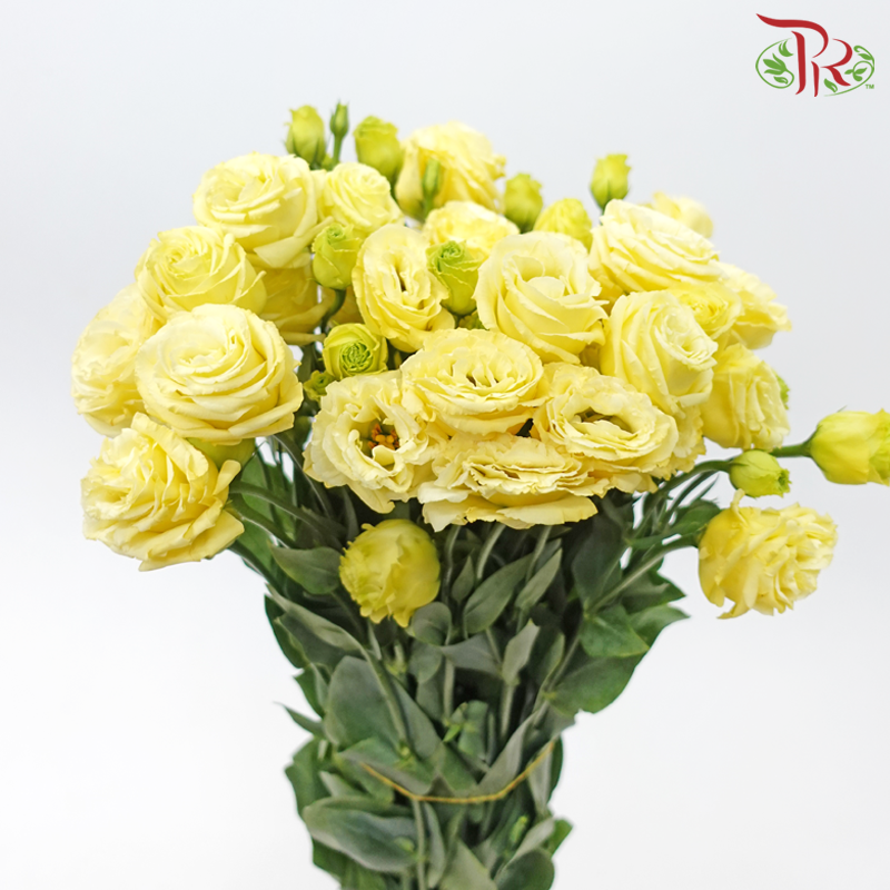Eustoma - Canary Yellow(Per Bunch) – Pudu Ria Florist