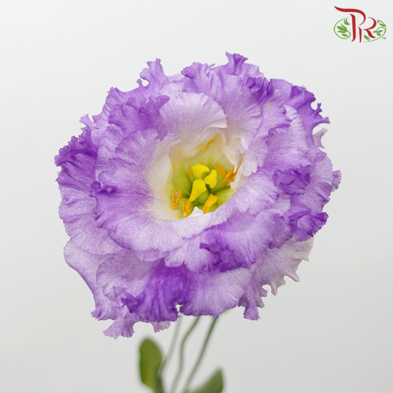 Eustoma - Smoke Grey (Per Bunch) | Same day delivery by Pudu Ria Florist