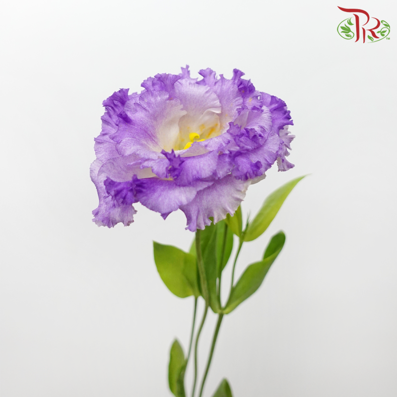Eustoma - Smoke Grey (Per Bunch) | Same day delivery by Pudu Ria Florist