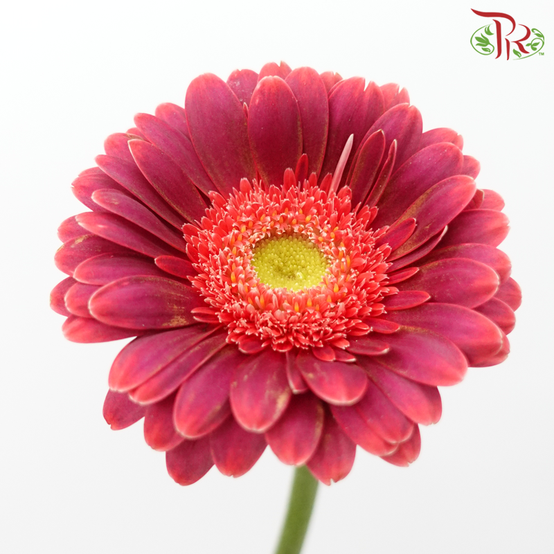 Gerbera Mini - Double Tone Purple With Dark Cherry Pink (5 Stems ...