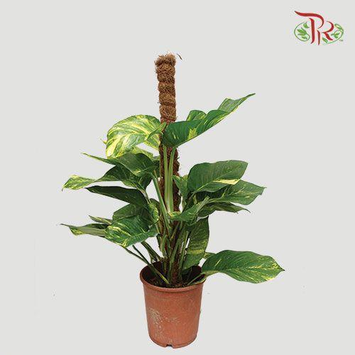Money Plant (1M)- Epipremnum Aureum《万年青》 – Pudu Ria Florist