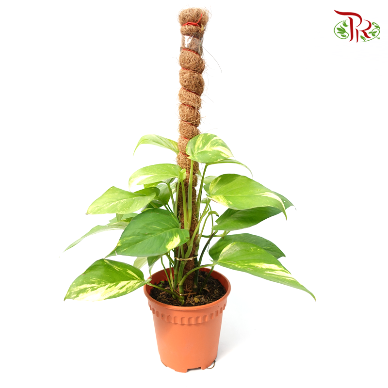 Money plant (2ft) - Epipremnum Aureum 《万年青》 – Pudu Ria Florist