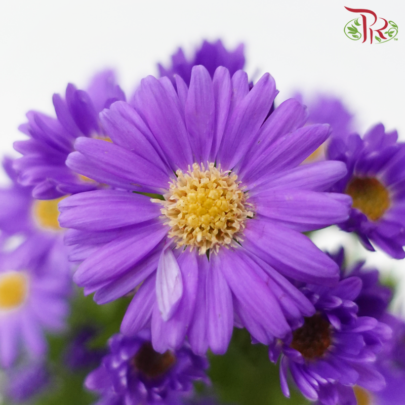 Peacock - Munsell Purple (Per Bunch) – Pudu Ria Florist