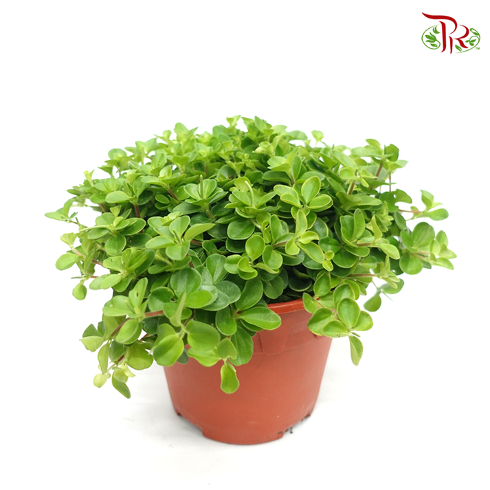 Peperomia Mini Valley 《圆蔓椒草》 – Pudu Ria Florist