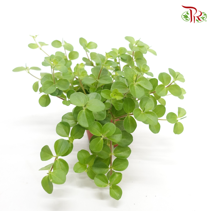 Peperomia Mini Valley – P80 《圆蔓椒草》 – Pudu Ria Florist
