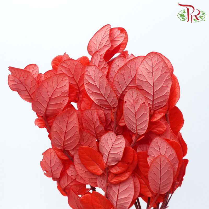Dry Chestnuts Leaf - Red (Per Bunch) – Pudu Ria Florist