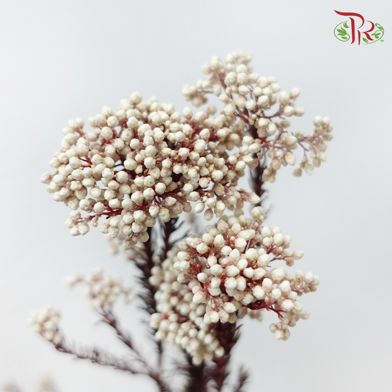 Preserved Rice Flower - White (Per Bunch) – Pudu Ria Florist