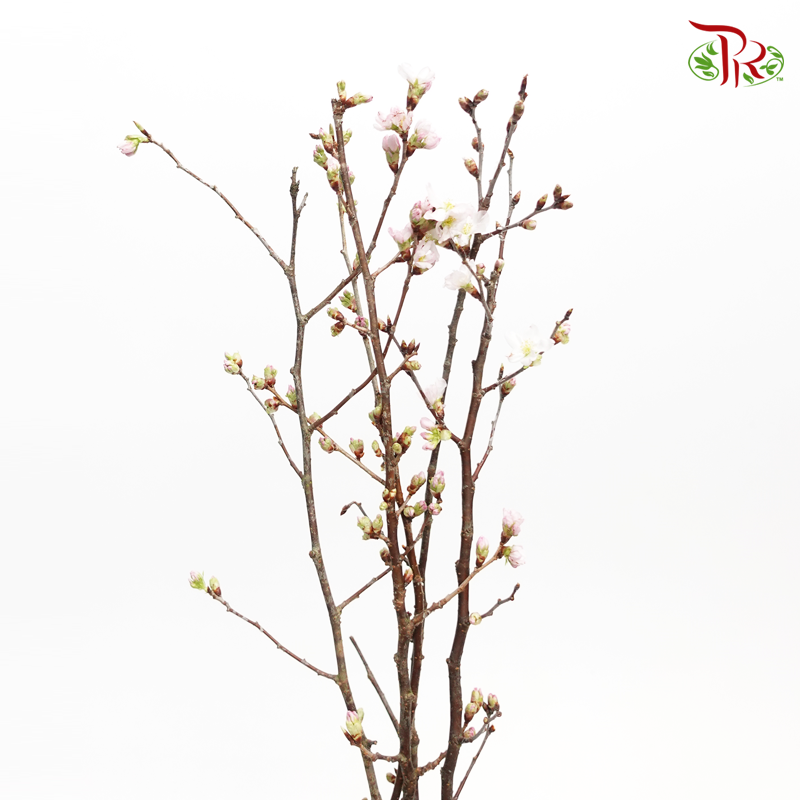 Prunus Pink (2 Stems) | Same day delivery by Pudu Ria Florist