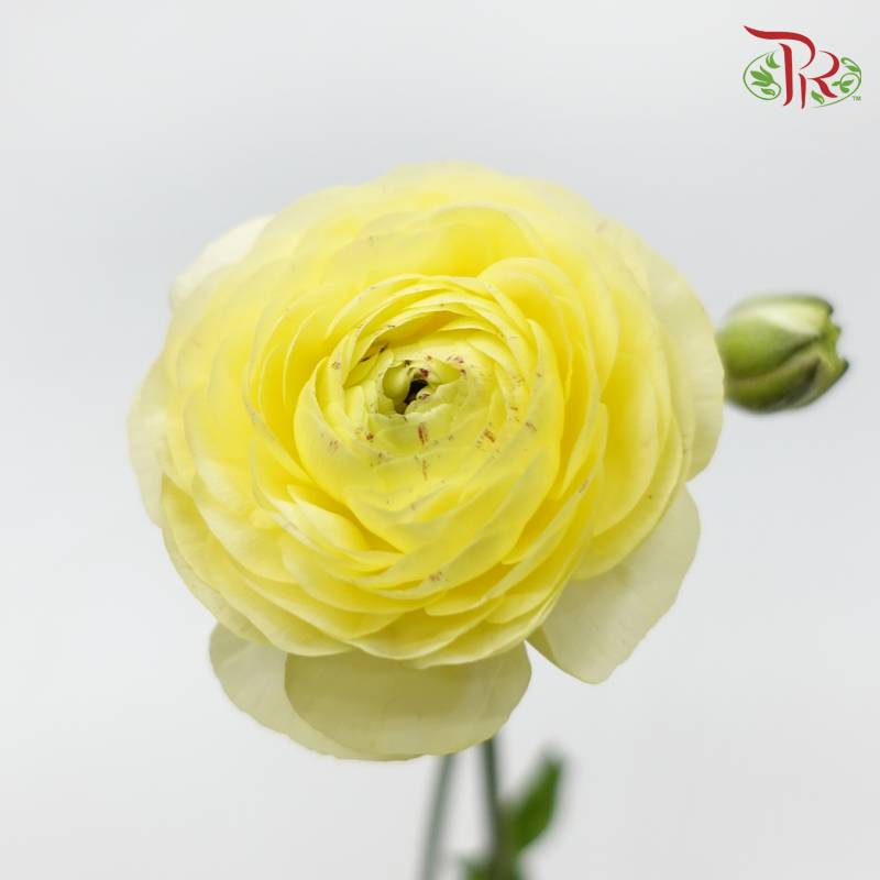 Ranunculus - Yellow (10 Stems) *Small Bud | Same day delivery by Pudu ...