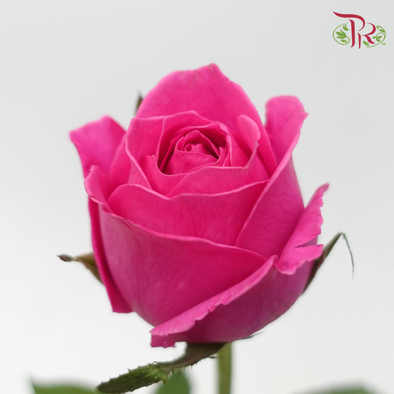 Rose - Cherry Pink (10 Stems) | Same day delivery by Pudu Ria Florist