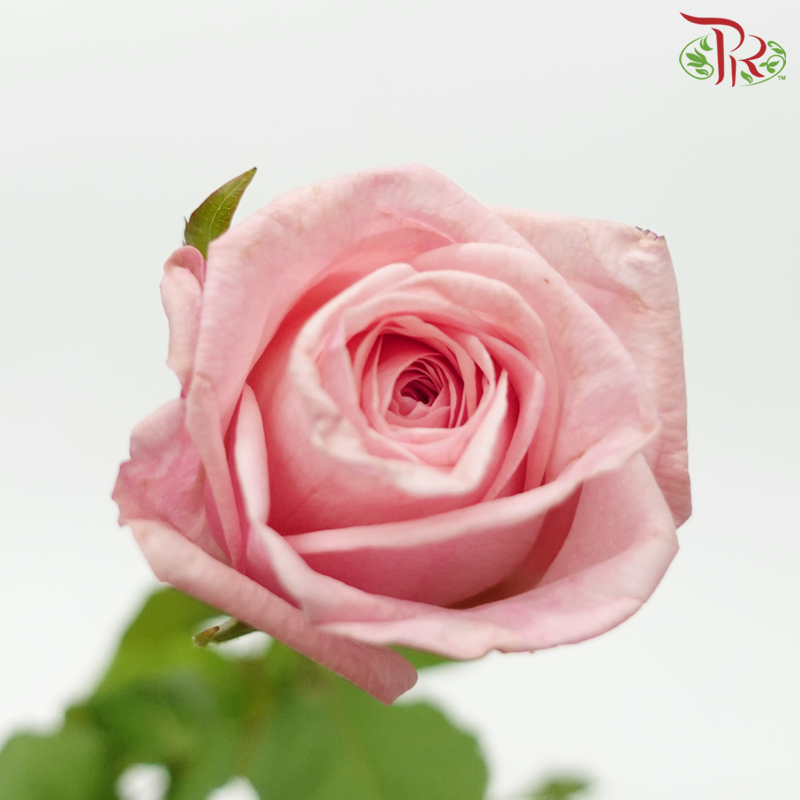 Rose - (Mild Scented) Litchi Pink (10 Stems) – Pudu Ria Florist