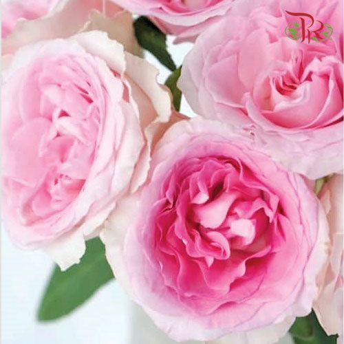 Rose - Roselle (10 Stems) – Pudu Ria Florist