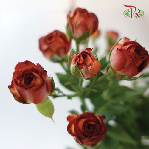 Rose Spray - Chocolate Bubble (10 Stems) – Pudu Ria Florist