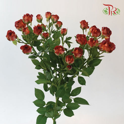 Offer Rose Spray - Chocolate Bubble (Per Bunch) – Pudu Ria Florist