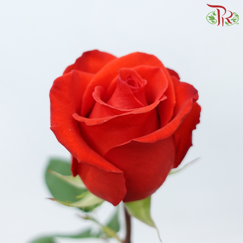 Rose - Rockstar Orange Red (19-20 Stems) | Same day delivery by Pudu ...