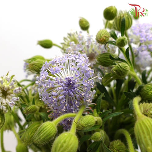 Trachymene Coerulea - Purple (Per bunch) – Pudu Ria Florist