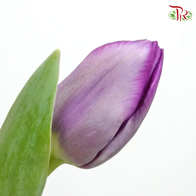 Tulip : Same day delivery in Klang Valley | Pudu Ria Florist