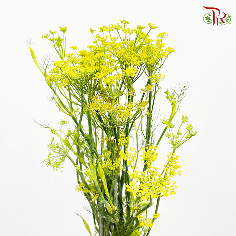 Ammi Majus - White (10 Stems) | Same day delivery by Pudu Ria Florist